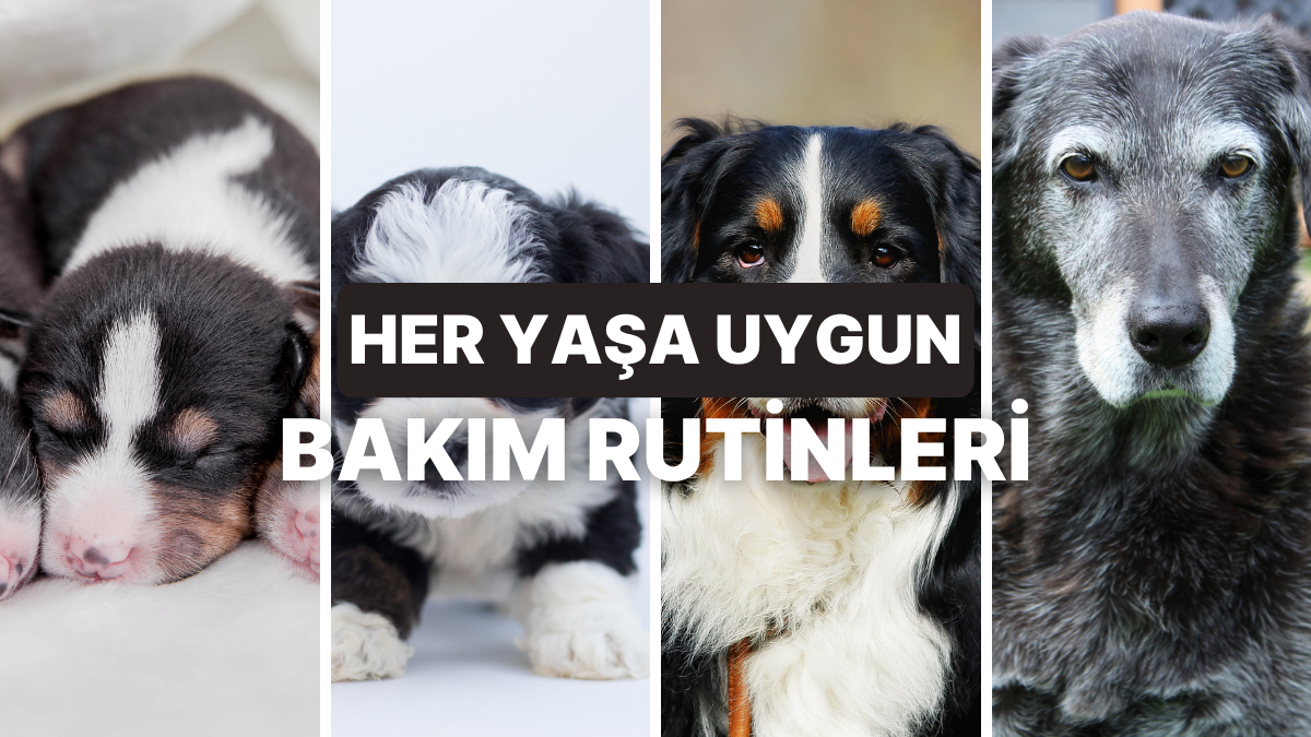 Köpeklerin Yaşına Nazaran Gereksinim Duyduğu Bakım Rutinleri - QAAR